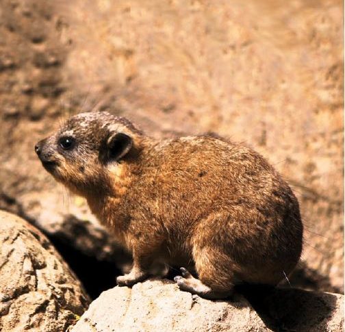 - 隨想隨筆 - （奇妙的創造）沙番 - 天人之聲 - 葡萄樹傳媒